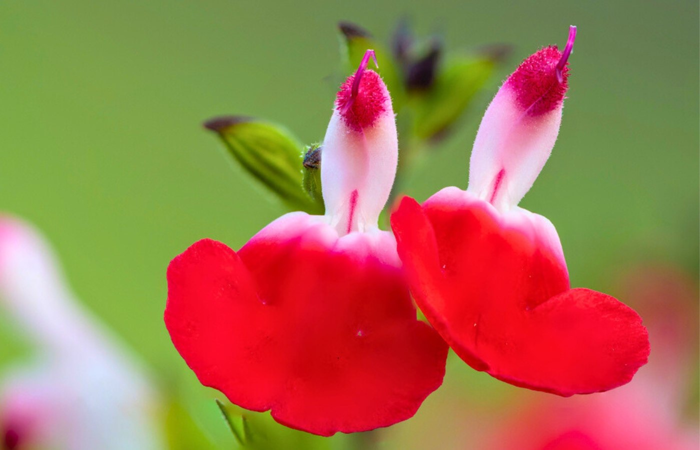 Ne ratez pas cette plante increvable à planter en mai : elle ne craint ...