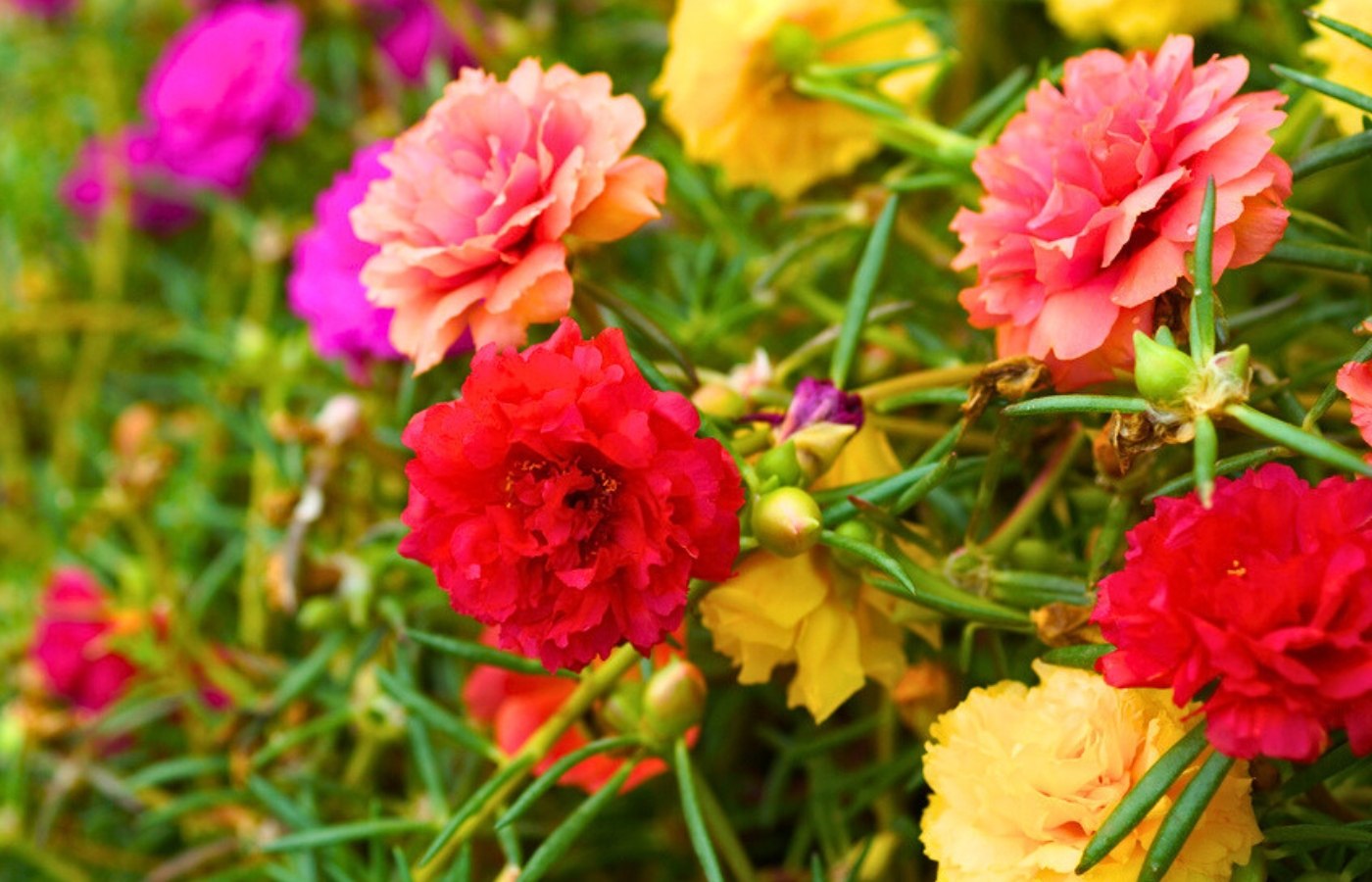 Explosion de couleurs garantie : cette plante increvable transforme ...